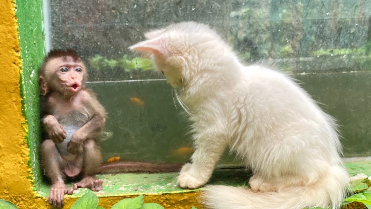 Lovely monkey XuKa watching fish swim in the lake with kittens is so ...
