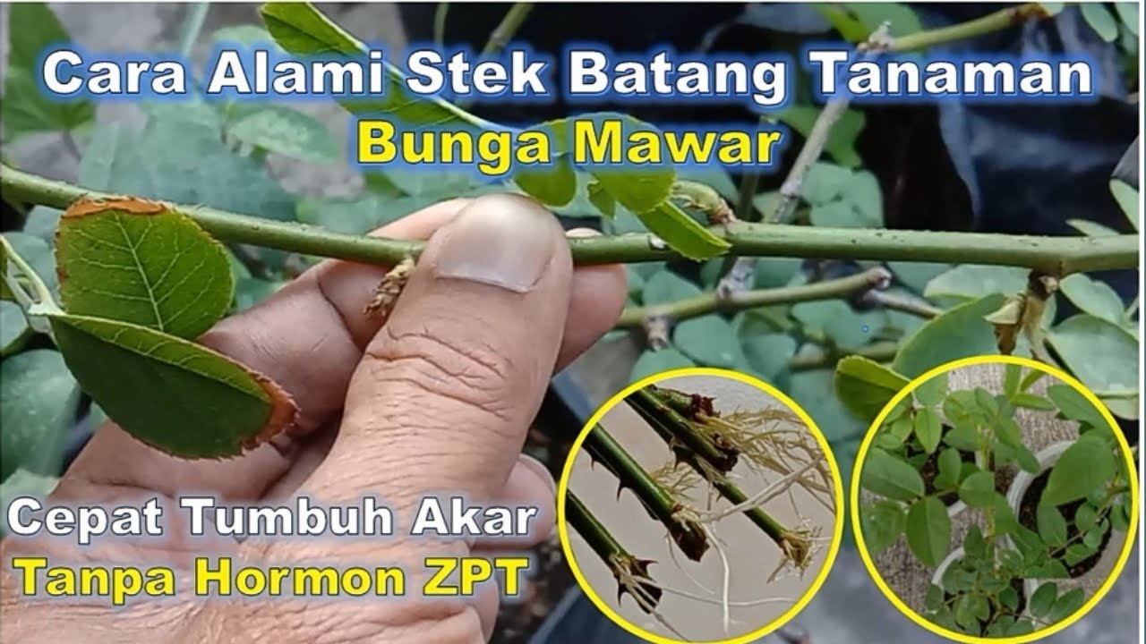 Cara Stek Batang Tanaman Bunga Mawar Agar Cepat Tumbuh Akar Tanpa ...