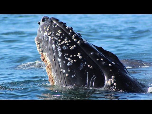 Humpback Whale Barnacles Humpback Whales — Noyo Center For Marine