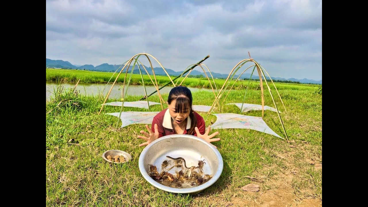 The girl cut trees to make shrimp traps, combined with visiting traps and harvesting fish, crabs ...