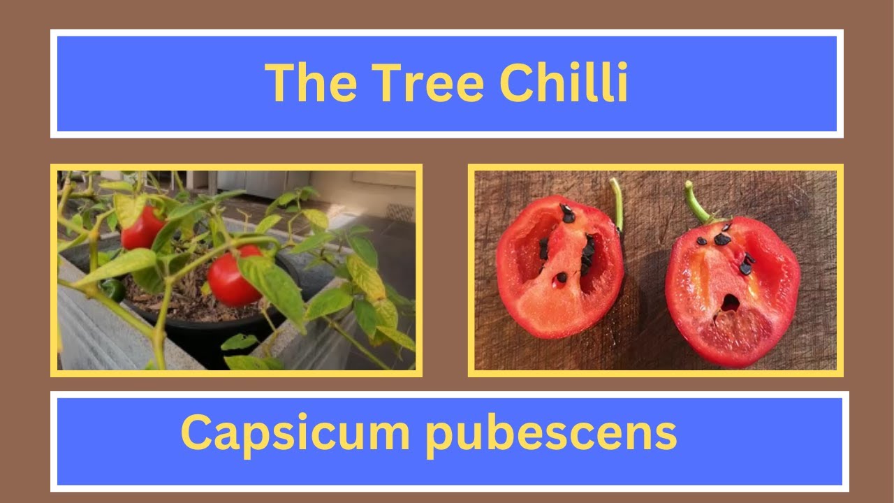 Rocoto or Tree Chilli - Capsicum pubescens - YouTube