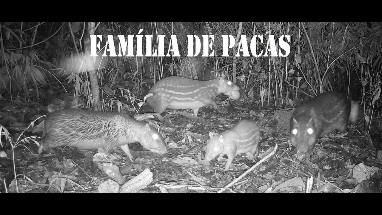 Família de pacas se alimentando (casal de pacas com filhote) - YouTube