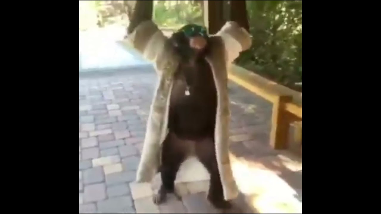 Monkey Has The Drip 🧊 - YouTube