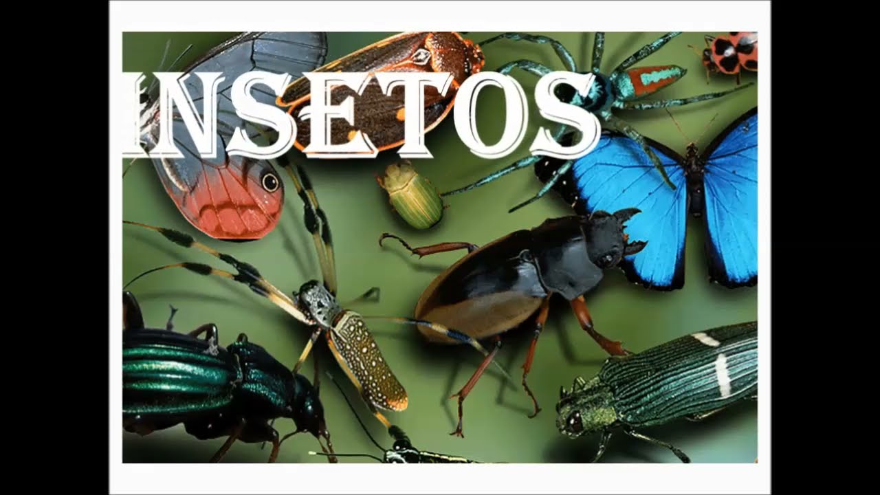 INSETOS - PARTE I / ESTRUTURA O CORPO / EXOESQUELETO / PIGMENTAÇÃO ...
