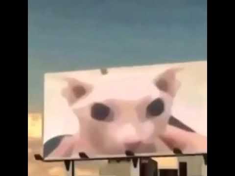 Bingus: Video Gallery | Know Your Meme