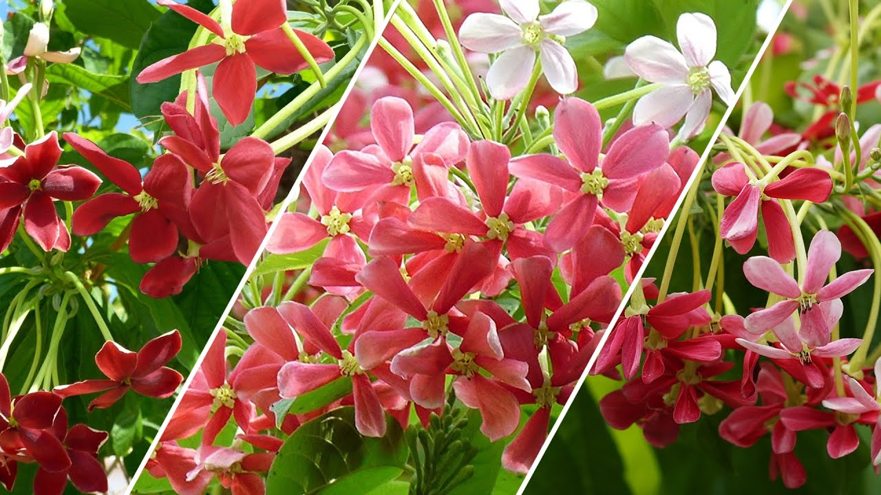 Rangoon Creeper Vine (Combretum indicum) - YouTube