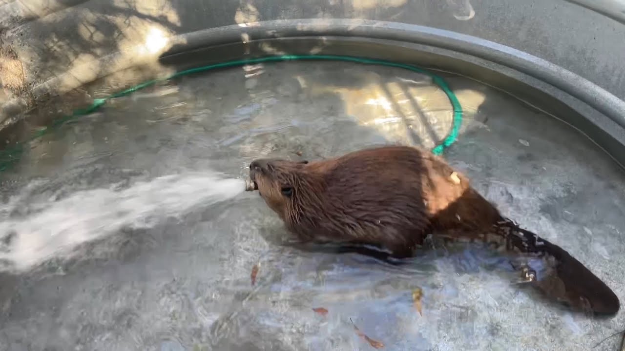 Tater: smart beaver or troublemaker? - YouTube