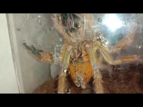 OBT and C.Meridionalis Mating - YouTube