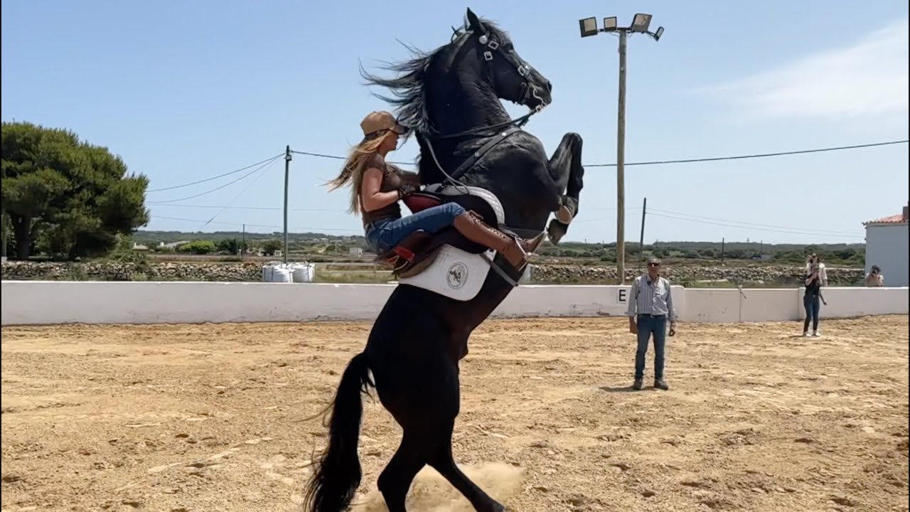 Todo sobre el Caballo Menorquín - YouTube