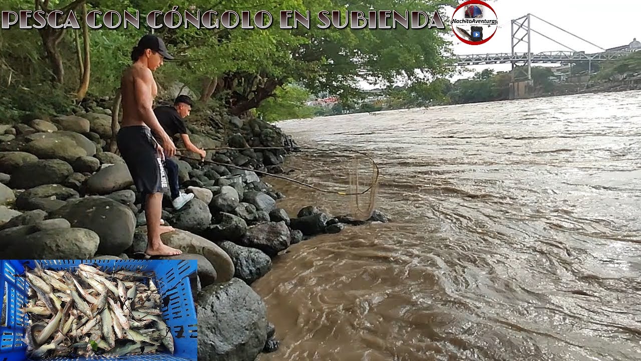 Pesca con cóngolo en subienda del Rio Magdalena en Honda Tolima ...