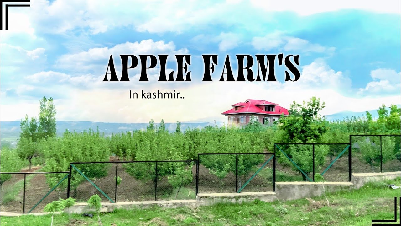 Apple trees in Kashmir||apple orchard/apple farming in India - YouTube