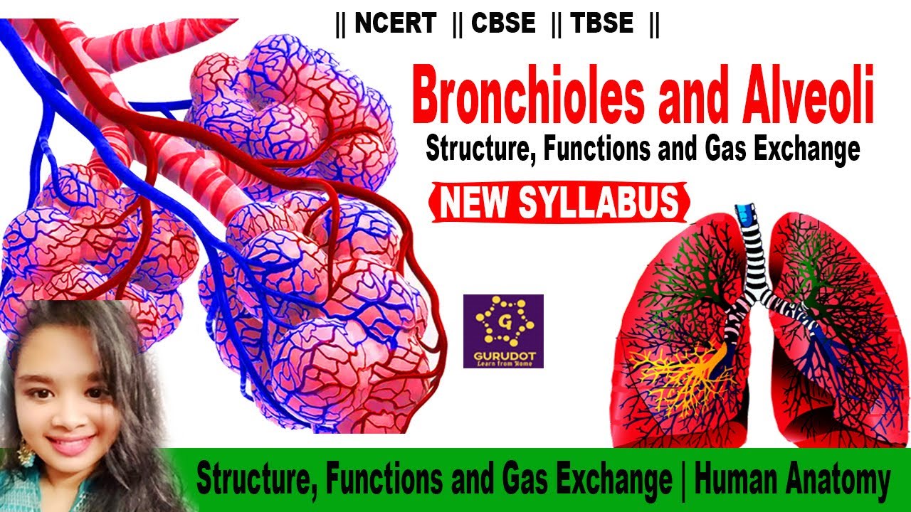 Bronchioles and Alveoli: Structure, Functions and Gas Exchange | Human ...