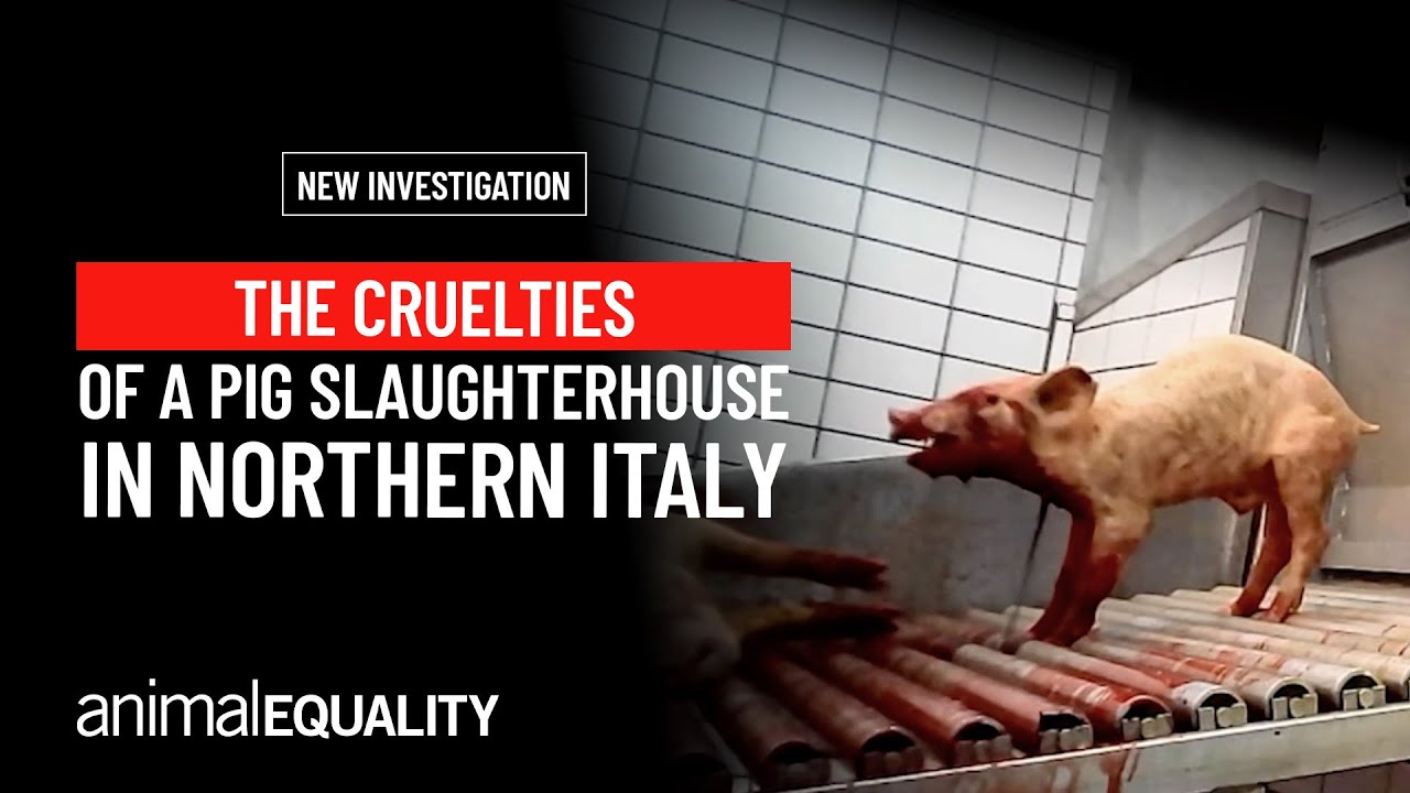 Animal Equality Investigates Pig Slaughterhouse in Northern Italy - YouTube
