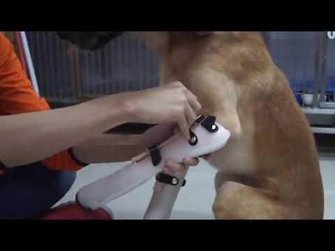 Ön Ayakları Olmayan Köpeğe Protez Takıldığında Yaşadığı Sevinç