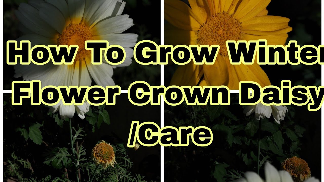 How To Grow Winter Flower Crown Daisy/care Tips/बबूना (crown Daisy) को ...