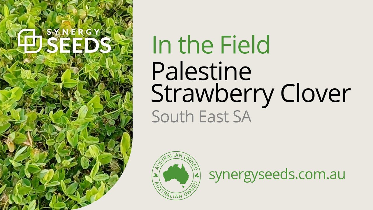 Palestine Strawberry Clover, South East South Australia - Synergy Seeds ...