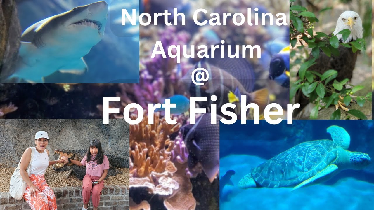 North Carolina Aquarium at Fort Fisher - YouTube