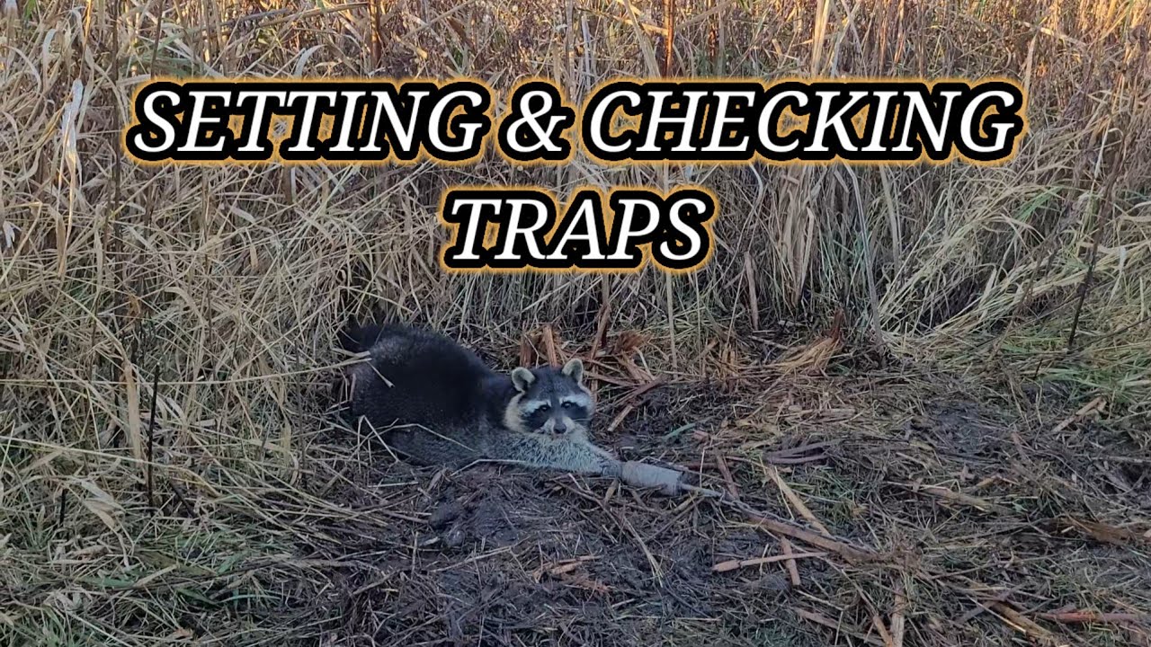 SETTING & CHECKING TRAPS! - YouTube