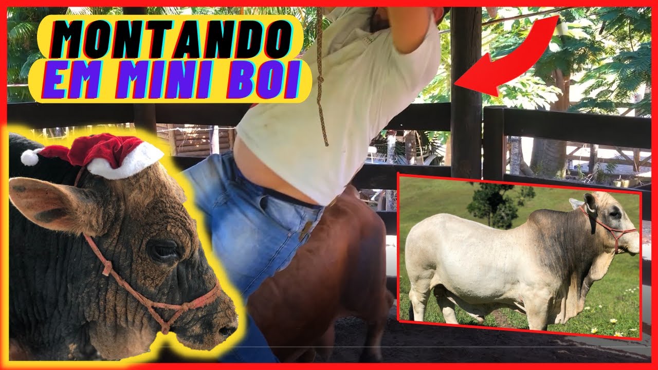 Mineiro montando em mini boi manso - YouTube