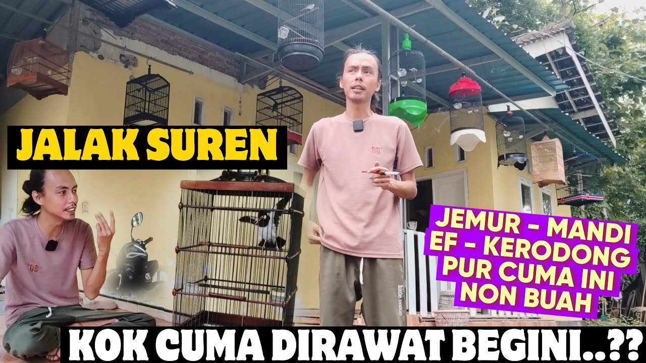 JALAK SUREN KOK CUMA DIRAWAT BEGINI || CARA MERAWAT JALAK SUREN - YouTube