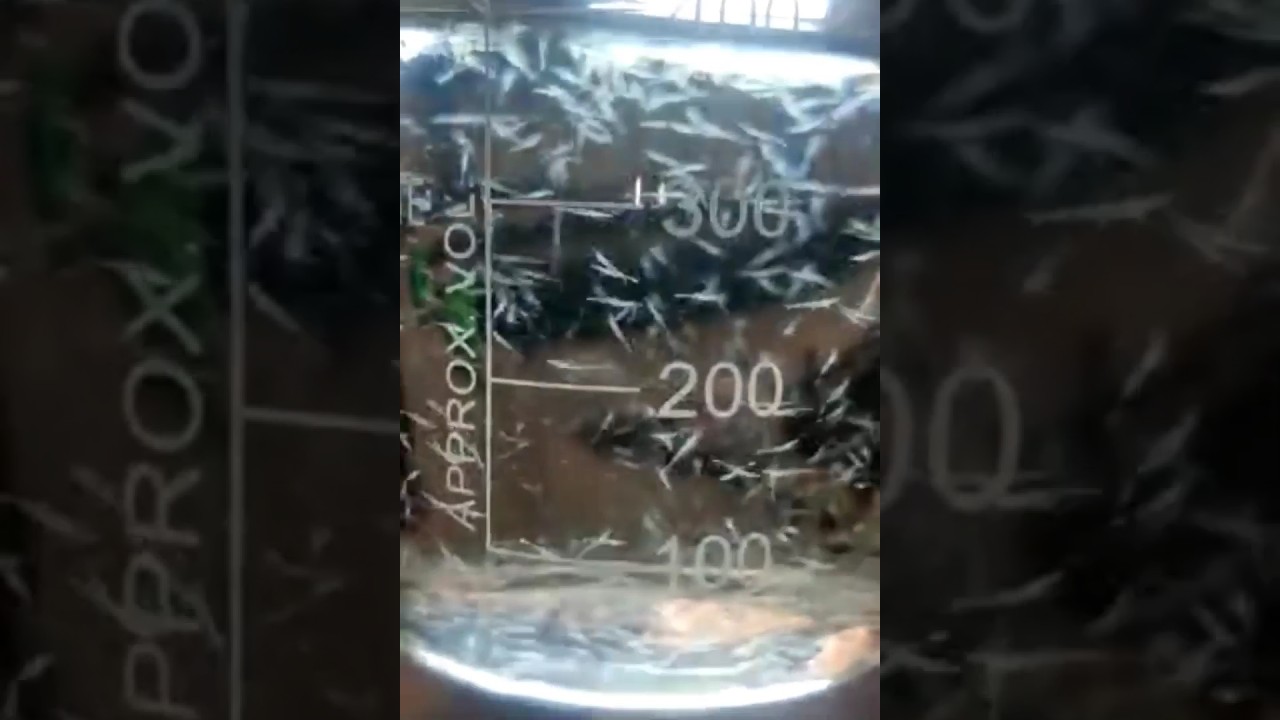 Prawn Seeds Selection - YouTube