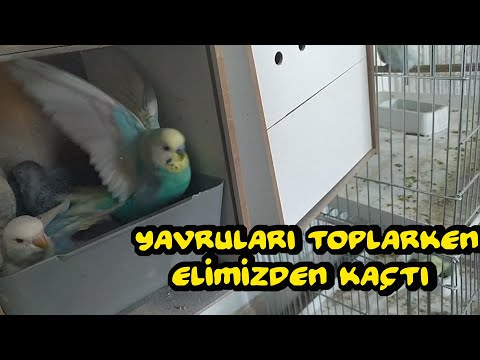 Yuvalıklardan Yavru Topluyoruz - 4 l VLog