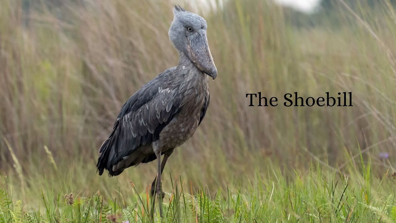 #nature Nature Birds - The Unique bird Shoebill - YouTube