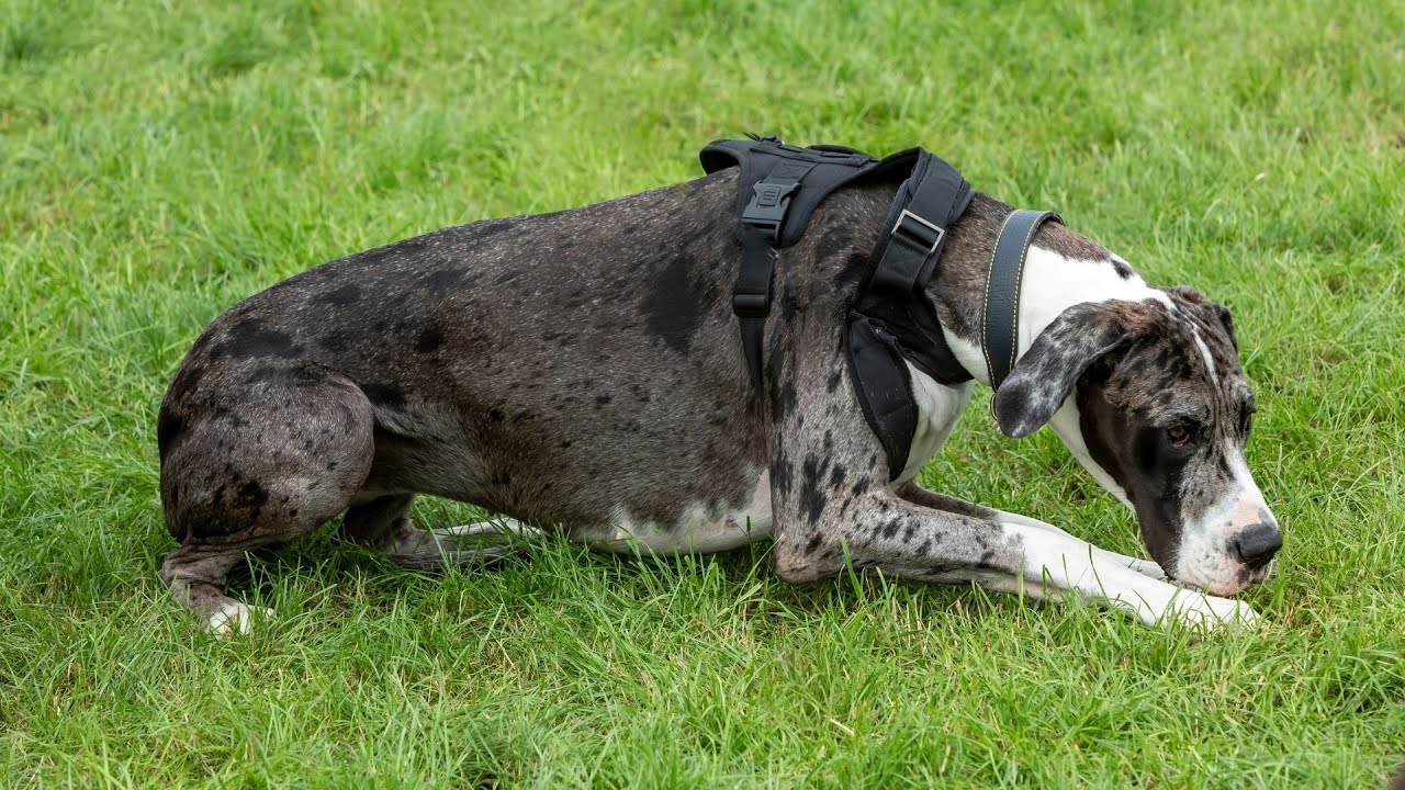 Great Dane Coat Colors and Patterns - YouTube