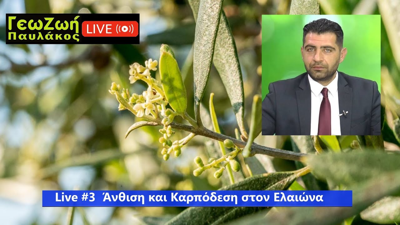 ΓΕΩΖΩΗ LIVE #3 ΑΝΘΙΣΗ ΚΑΙ ΚΑΡΠΟΔΕΣΗ ΣΤΟΝ ΕΛΑΙΩΝΑ - YouTube