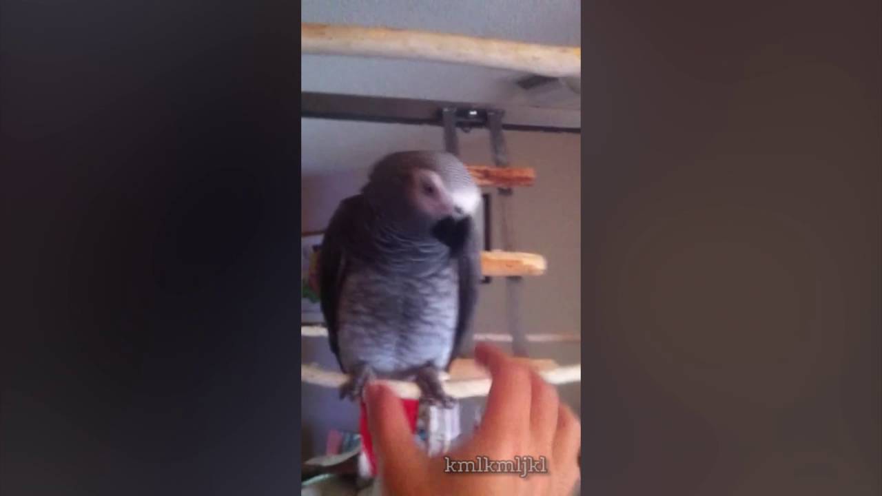 squeaky parrot - YouTube