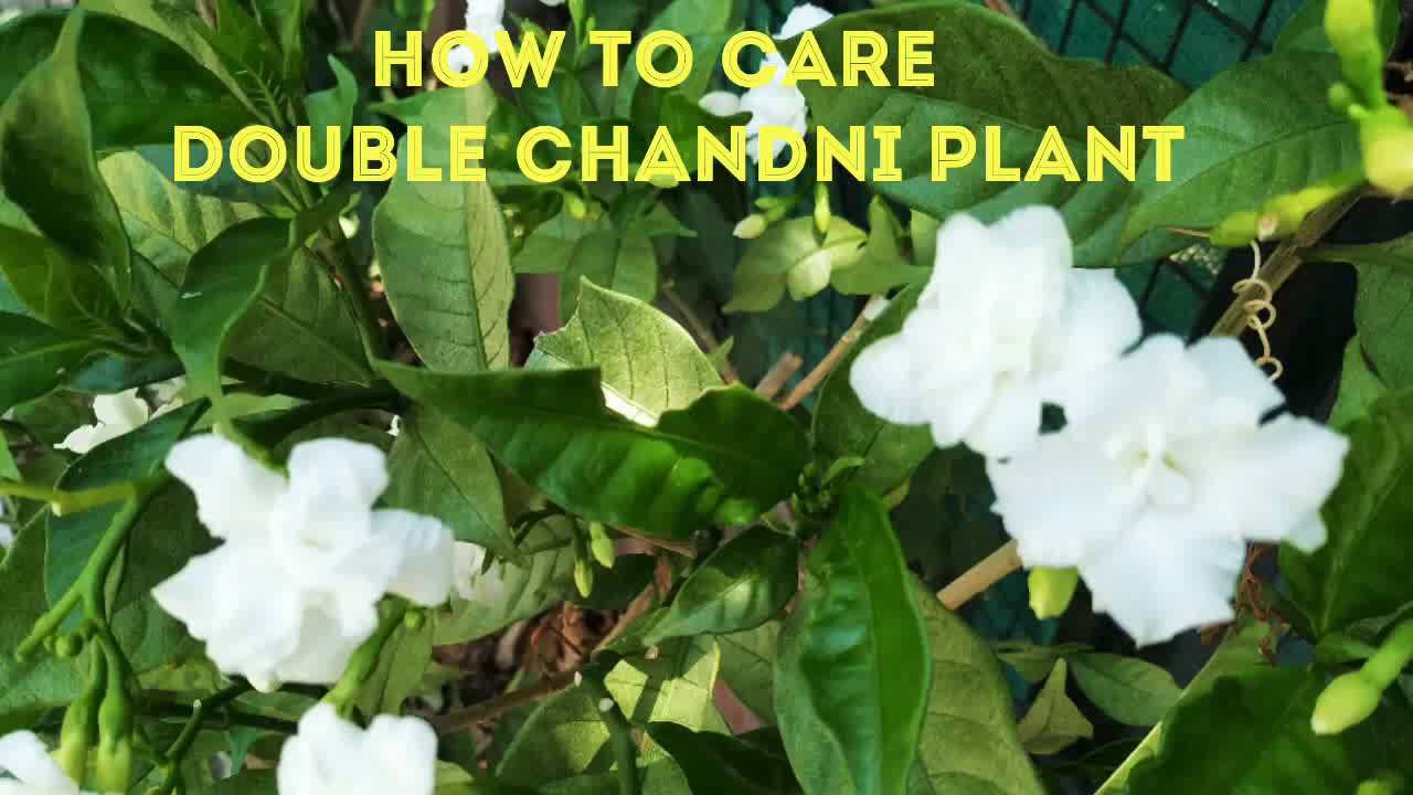 How to care of "Double Chandni" Plant || डबल चांदनी पौधें में ज़्यादा ...