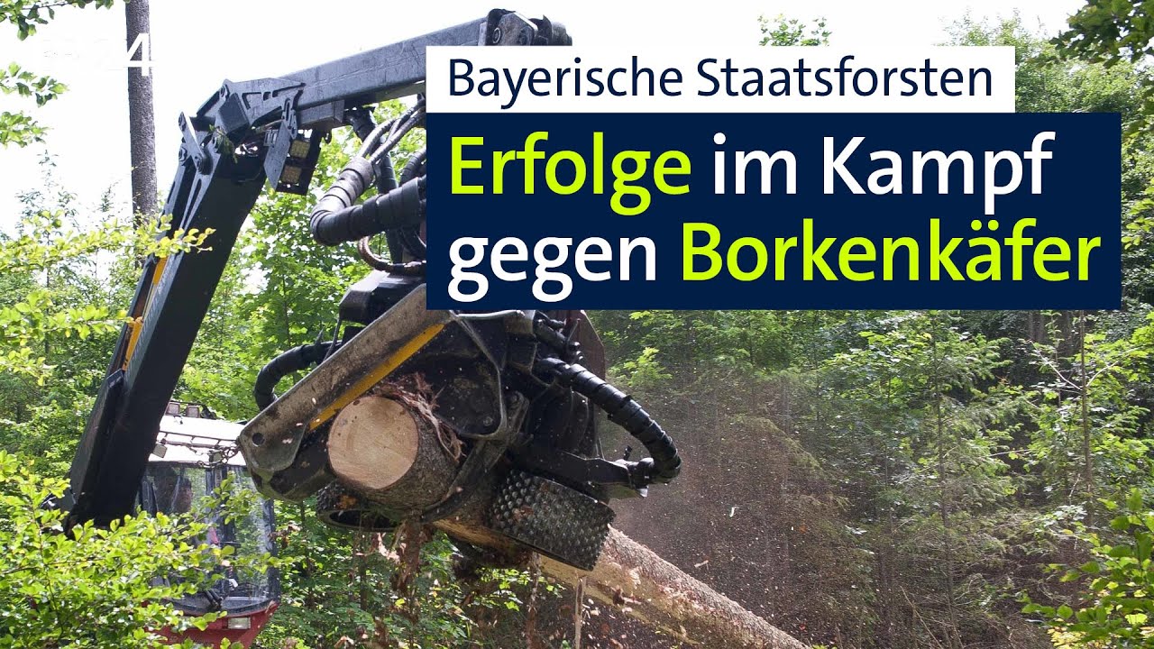 Bayerische Staatsforsten: Erfolge im Kampf gegen Borkenkäfer | BR24 ...