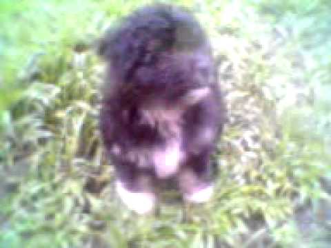 Shih tzu x japanese spitz and Japanese spitz x aspin - YouTube