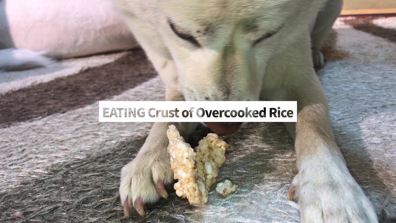 Dog Eating Crust of Overcooked Rice [Sound Dogs Love] - YouTube