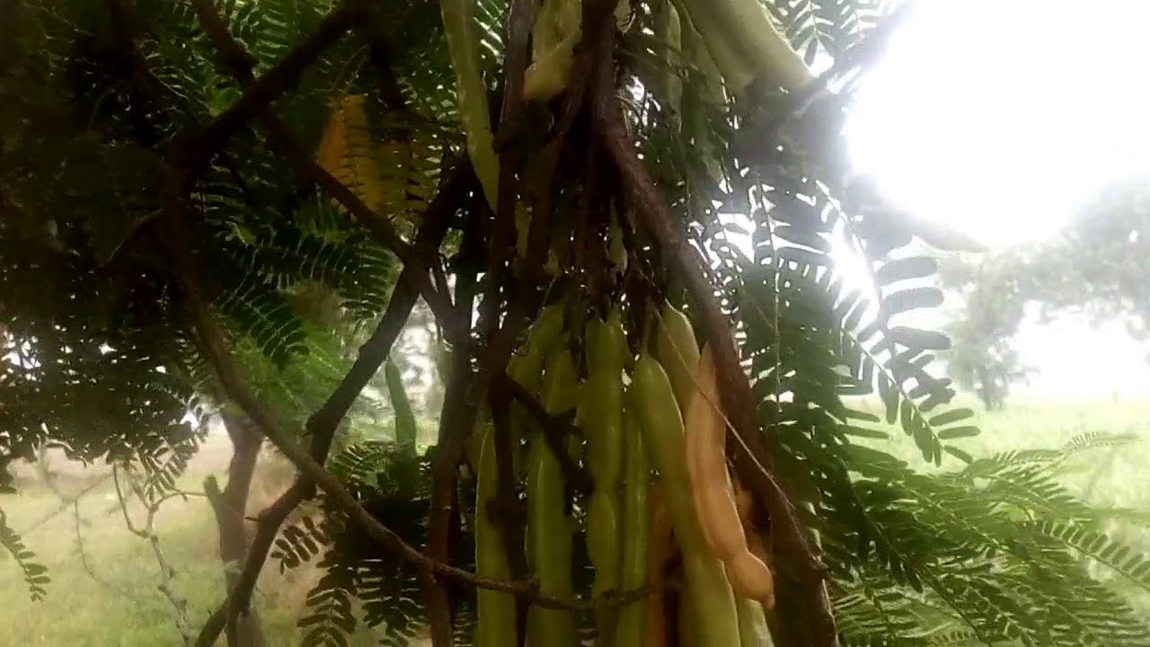 KEKER TREe - YouTube