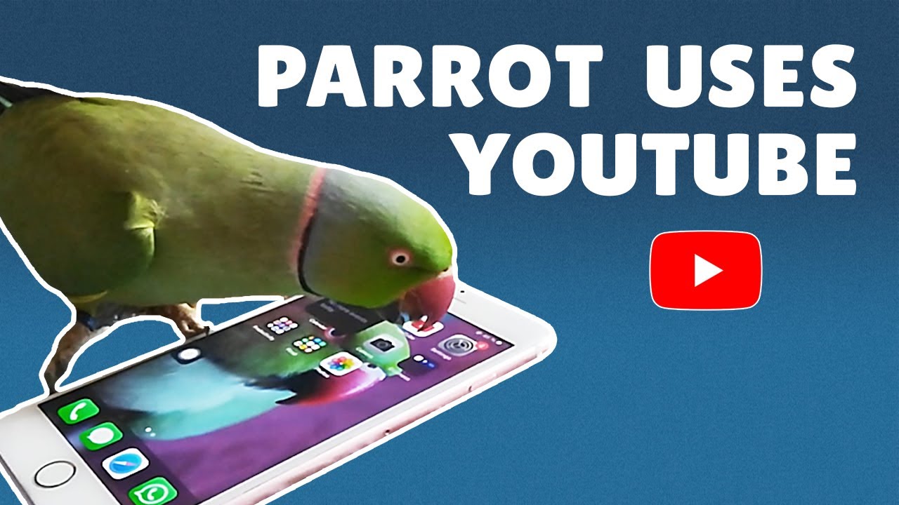 Smart Parrot Turns On YouTube COMPILATION! Luna The Talking Indian Ring ...