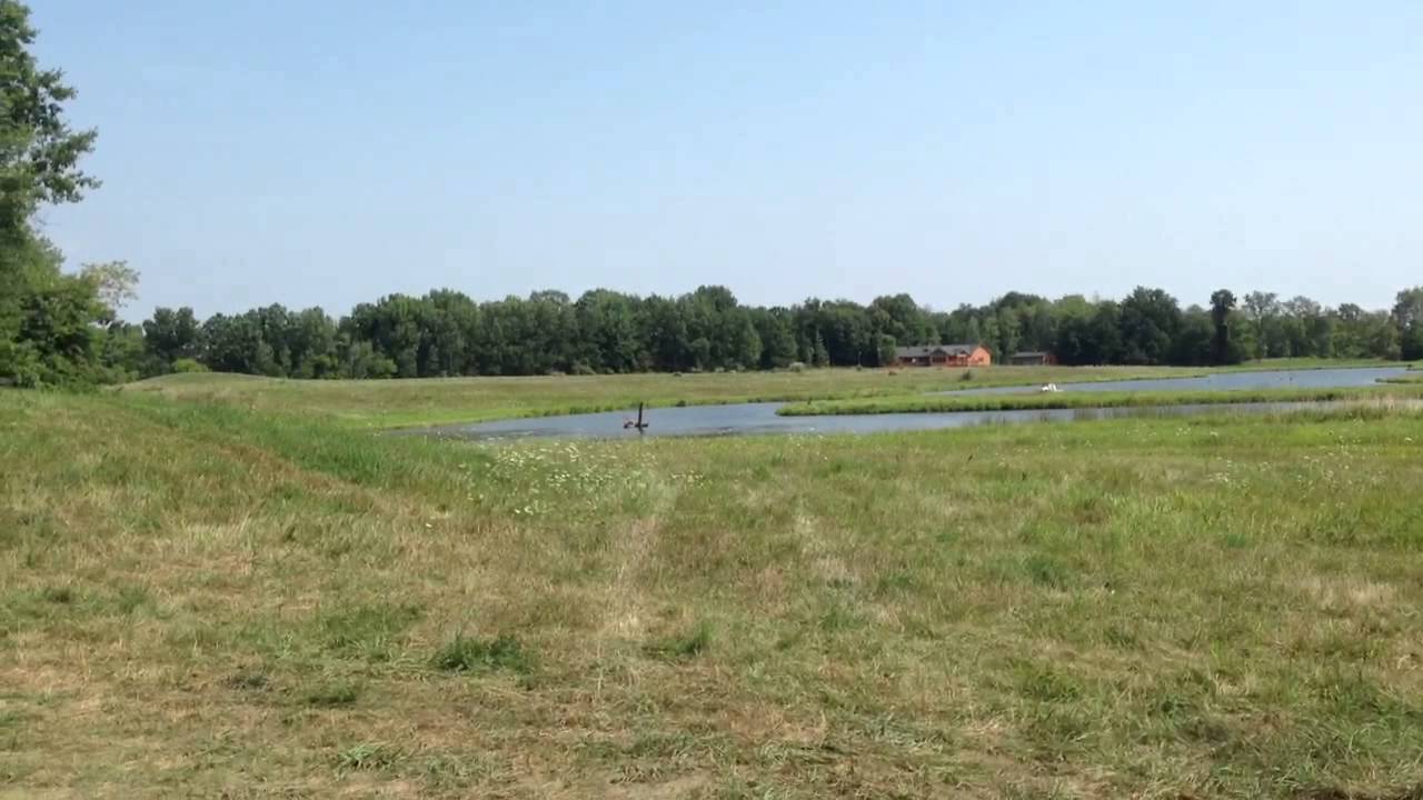 Waterfowl retrieve competition Fenwick Michigan - YouTube