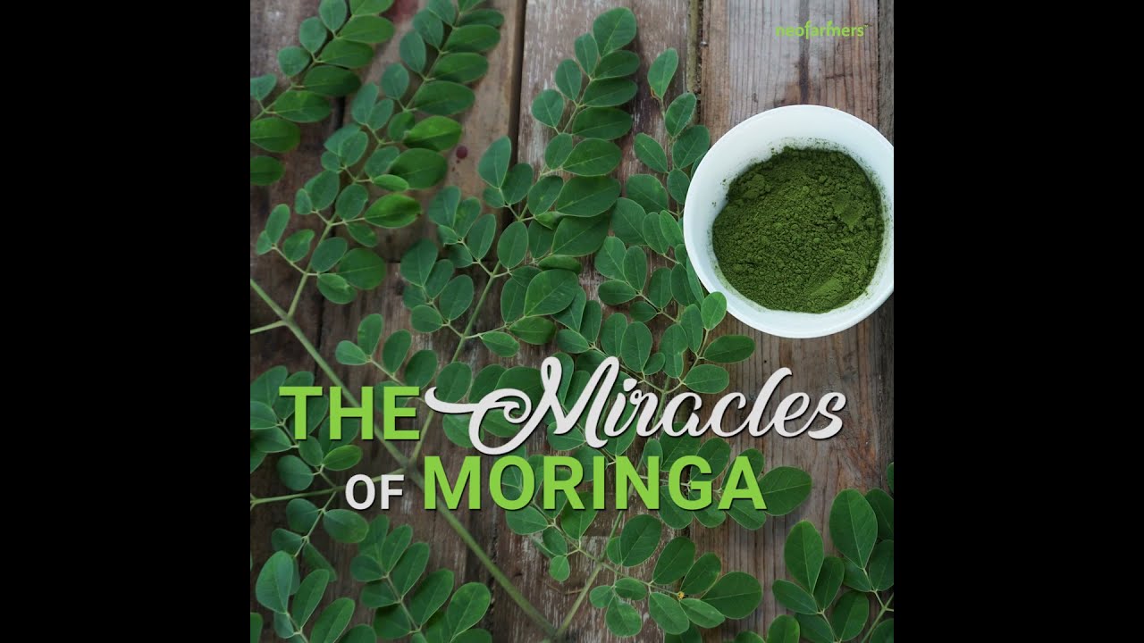 Uses and advantages of Moringa Powder/সজনে পাতা গুড়া. #HealthAyurveda ...