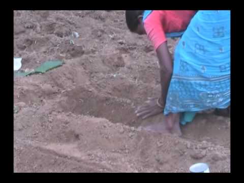 Line sowing of Radish seed Oriya Pradan Jharkhand - YouTube