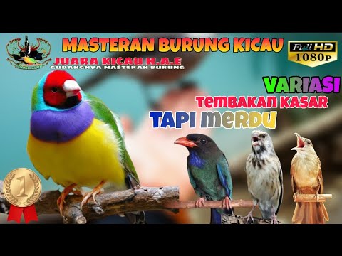 Masteran Burung Kecil Variasi Tembakan Mewah Untuk Murai Batu - YouTube