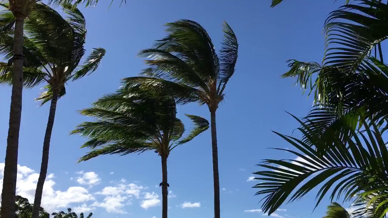 windy day in Hawaii - YouTube