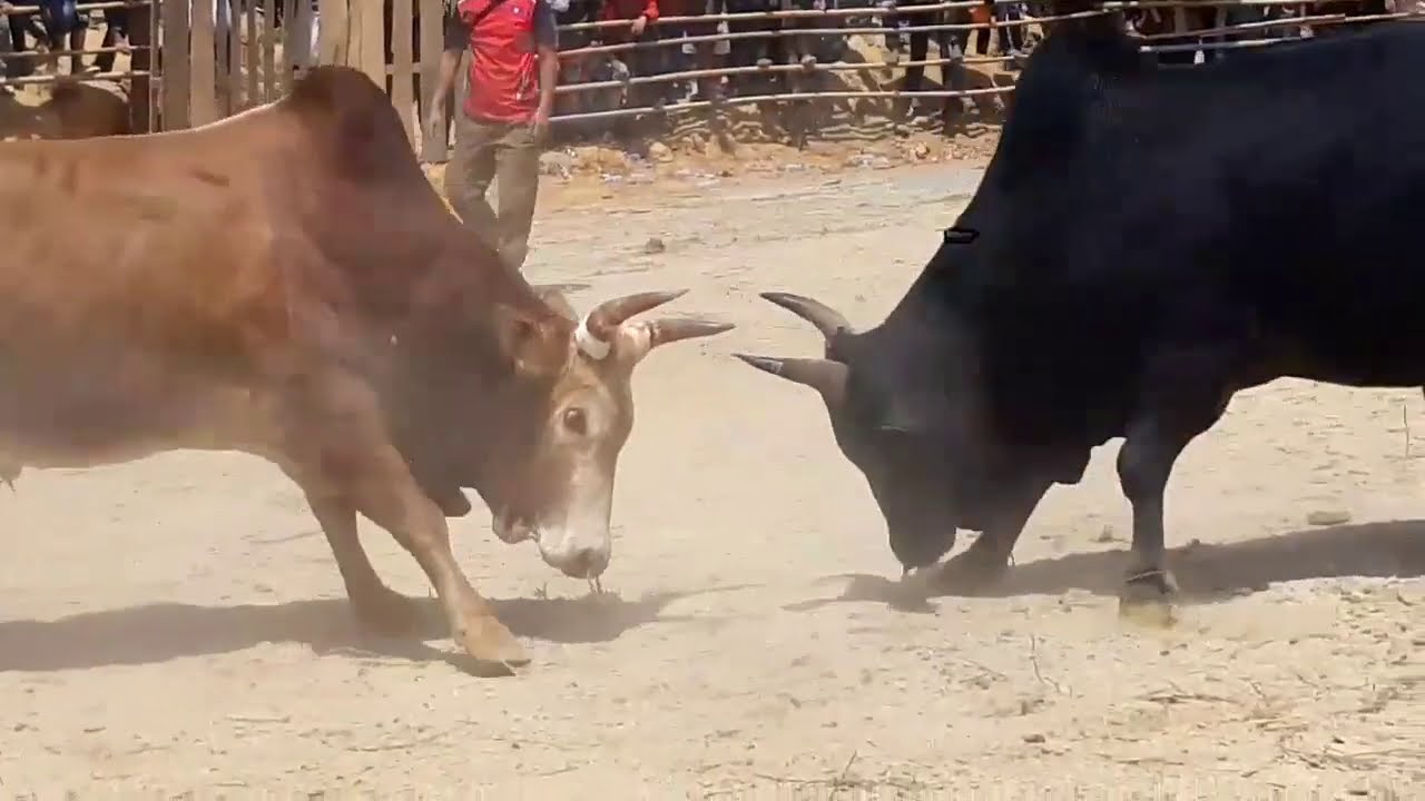 Nguj sib nraus txawj kub nrau zoo heev 7.8.2020 - YouTube