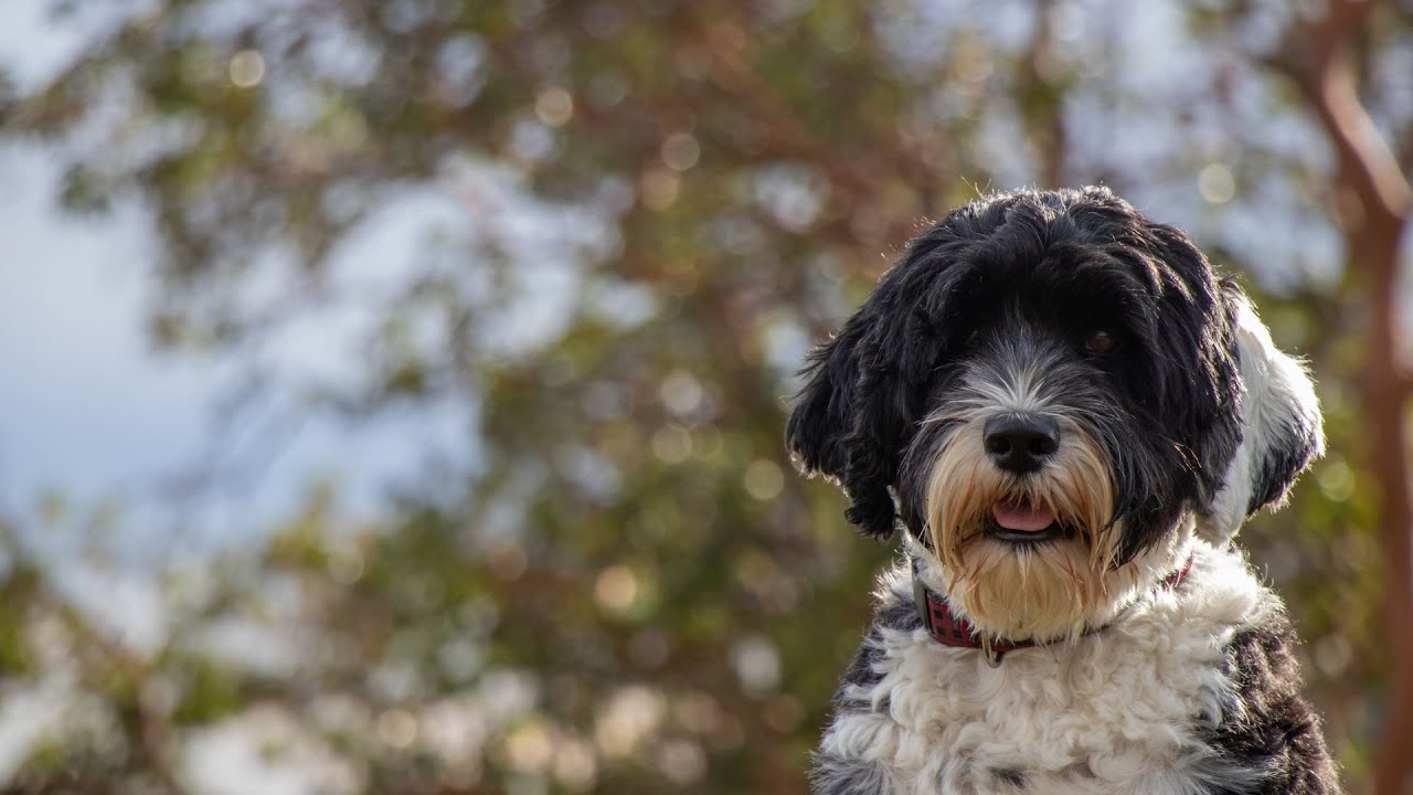 Rescuing a Portuguese Water Dog: A Life-Saving Mission - YouTube