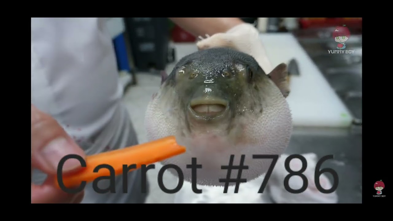 Puffer fish eating a carrot #786 - YouTube