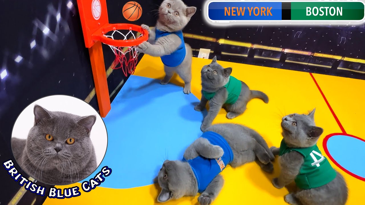 CATS KITTENS PLAY BASKETBALL: NEW YORK VS. BOSTON – WHO WILL WIN? - YouTube