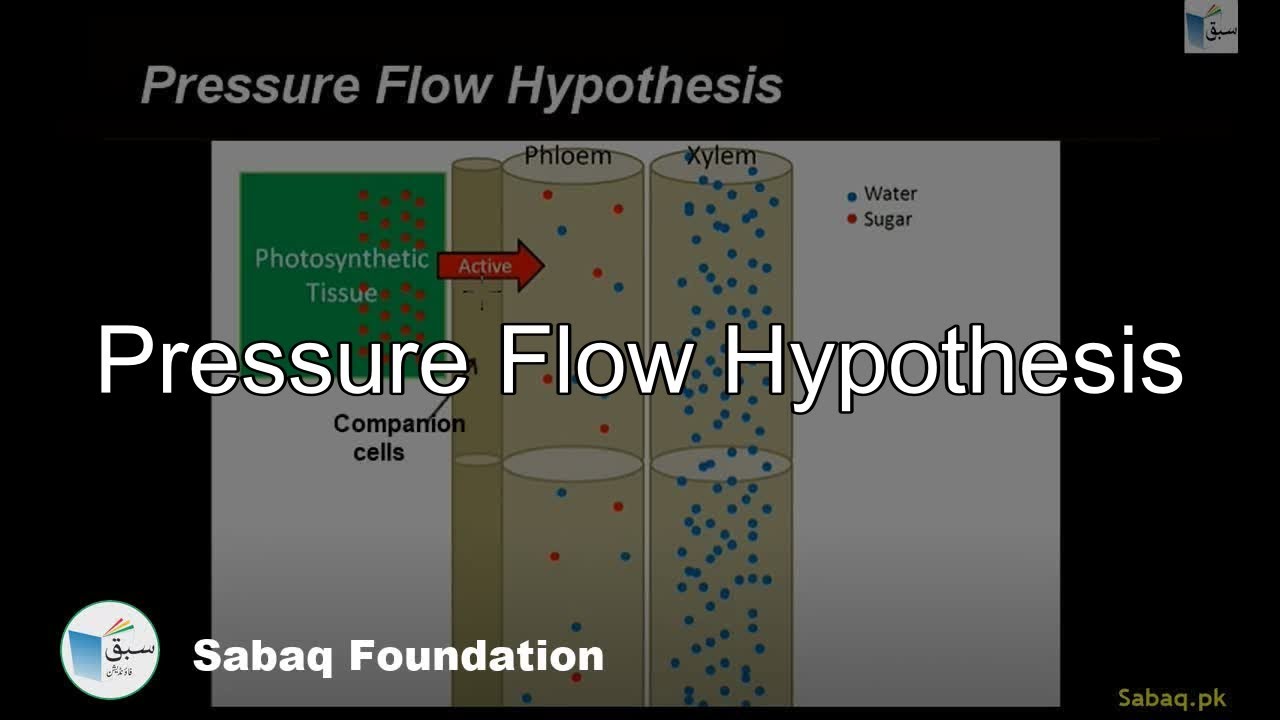 Pressure Flow Hypothesis, Biology Lecture | Sabaq.pk - YouTube