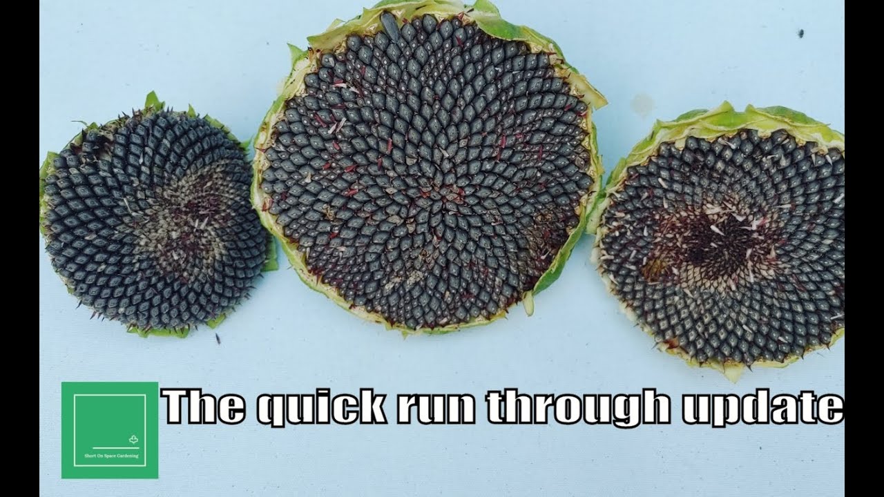 The quick run through update - YouTube