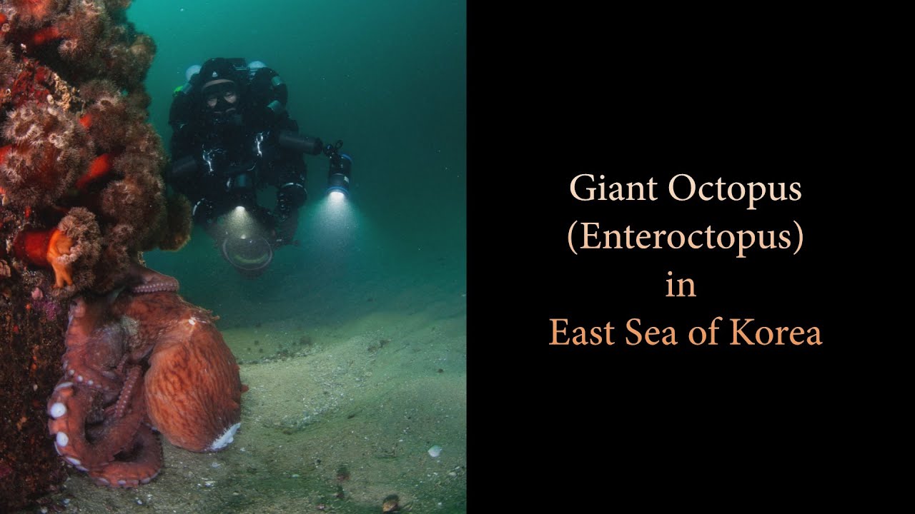 Giant Octopus in East Sea of Korea - YouTube