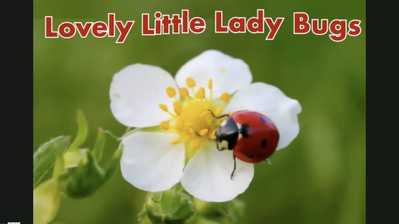 Lovely Little Lady Bugs - YouTube