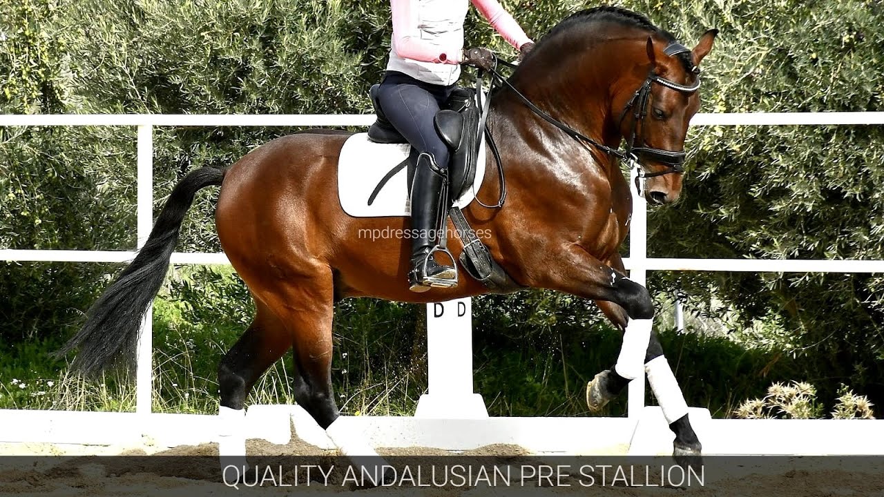 Dressage Andalusian PRE Stallion 2018 - 1,64 cm (#MP686) - YouTube